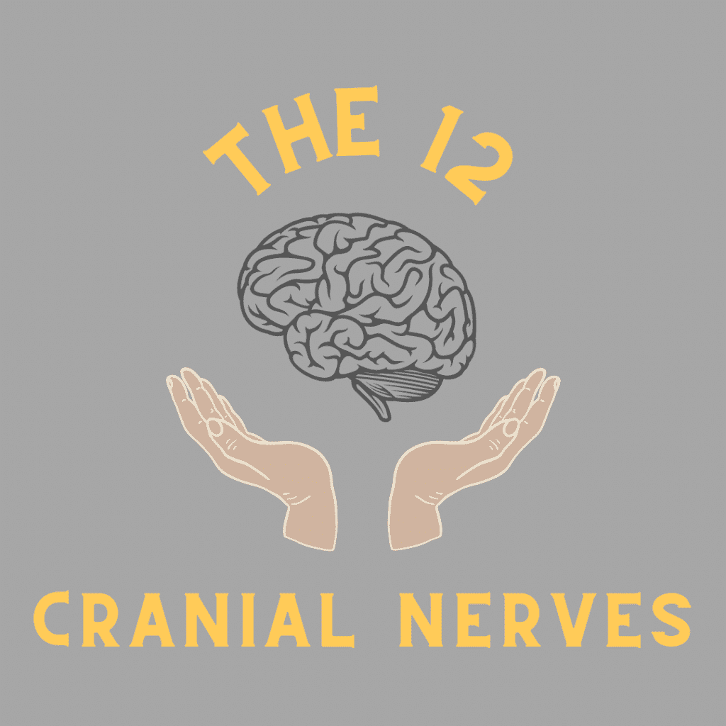 The 12 Cranial Nerves - Premier Neurology & Wellness Center