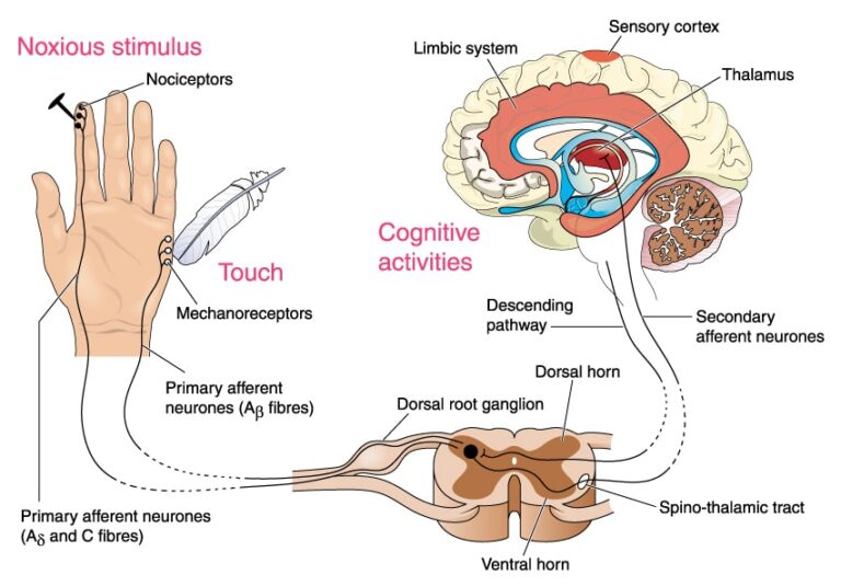 The Neurology of Pain: How Our Brains Interpret Pain - Premier ...